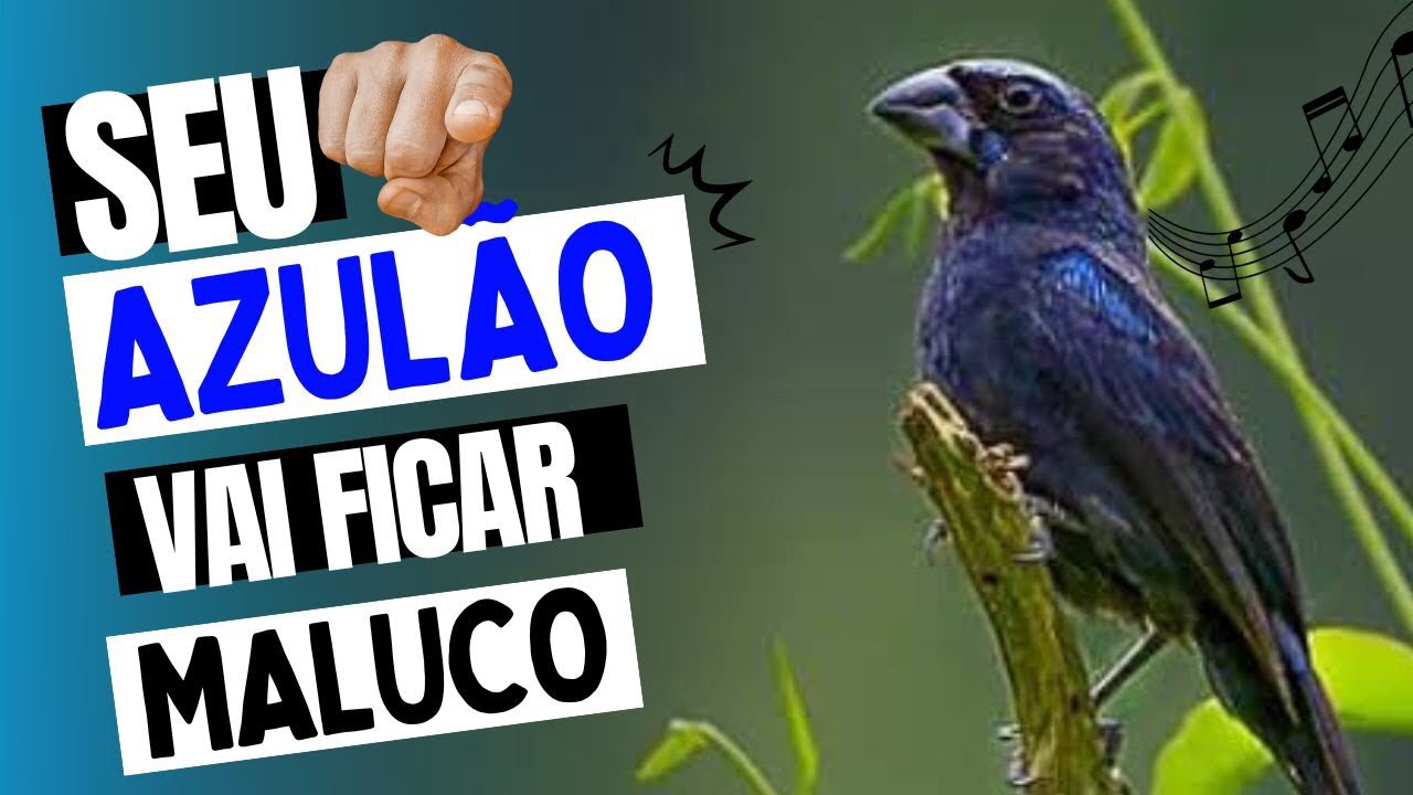🔥 O MELHOR CANTO PARA ESQUENTAR O SEU AZULÃO | AUMENTE O DESEMPENHO DO ...